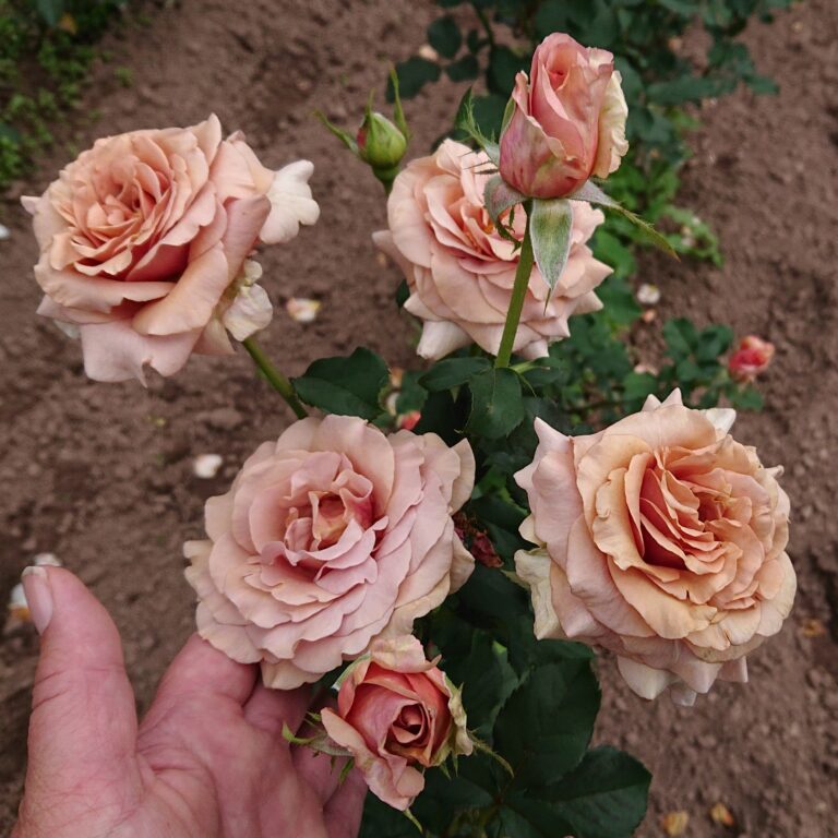 Moka Rose – Karin Schade – Stauden und Rosen