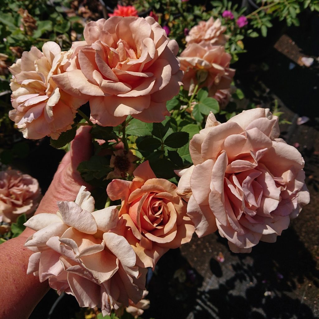 Moka Rose – Karin Schade – Stauden und Rosen