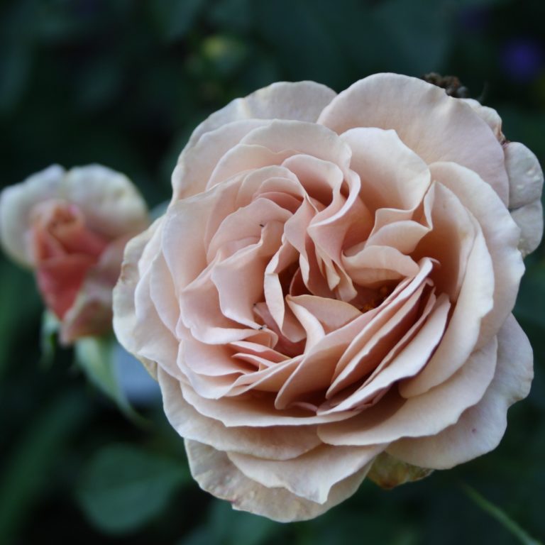 Moka Rose – Karin Schade – Stauden und Rosen