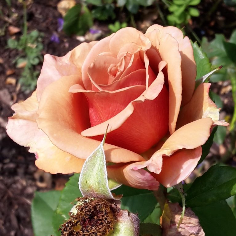 Moka Rose – Karin Schade – Stauden und Rosen