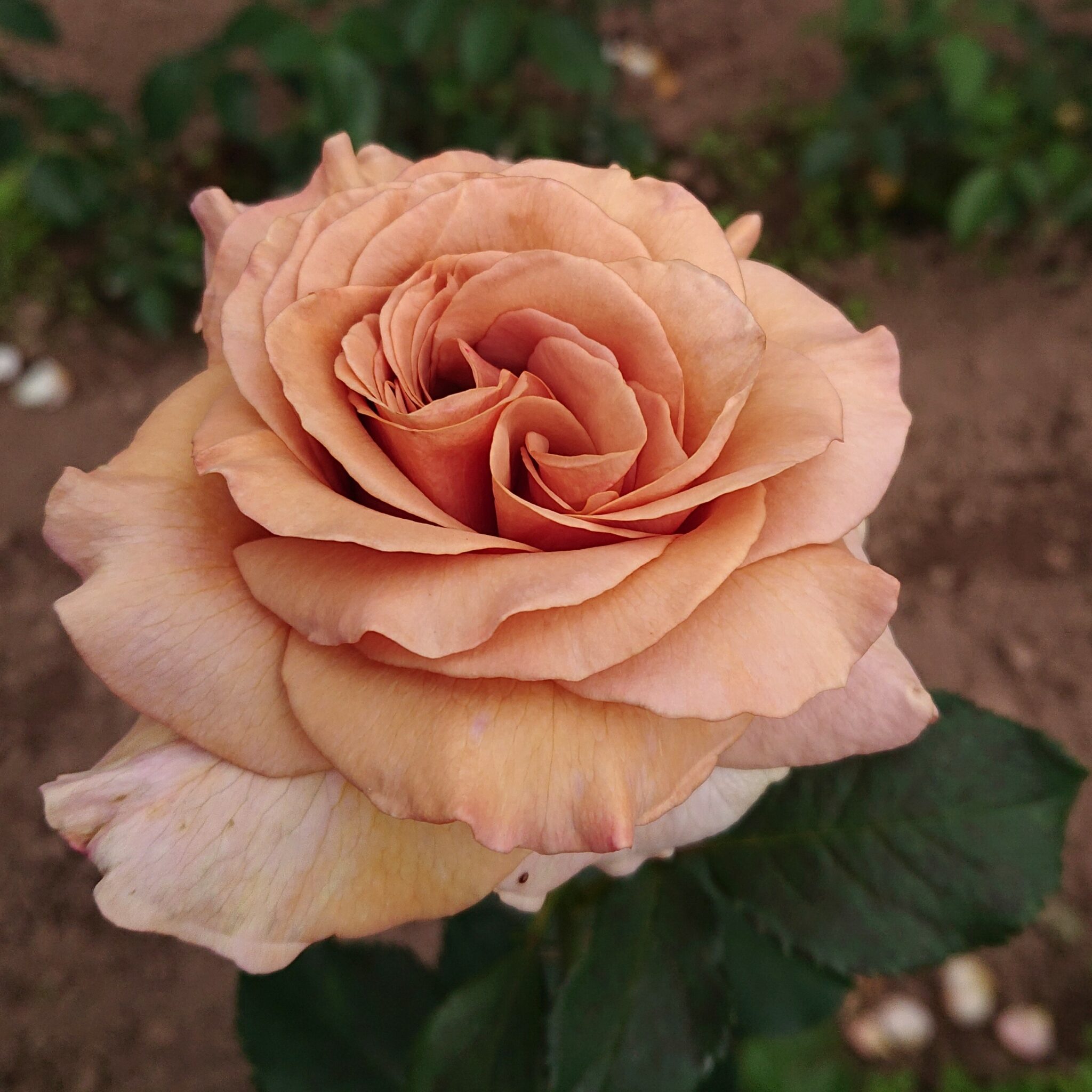 Moka Rose – Karin Schade – Stauden und Rosen