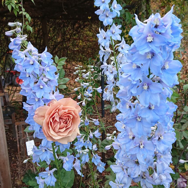 Moka Rose – Karin Schade – Stauden und Rosen