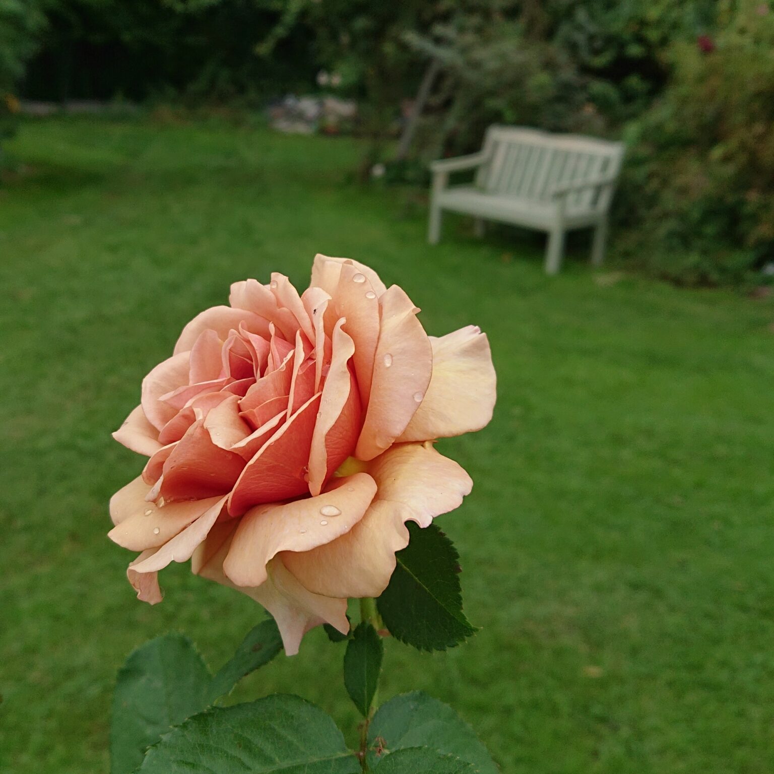 Moka Rose – Karin Schade – Stauden und Rosen