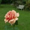 Moka Rose – Karin Schade – Stauden und Rosen