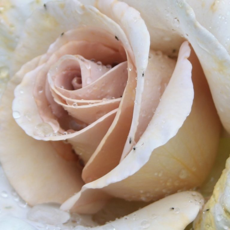 Stephen Rulo – Karin Schade – Stauden und Rosen