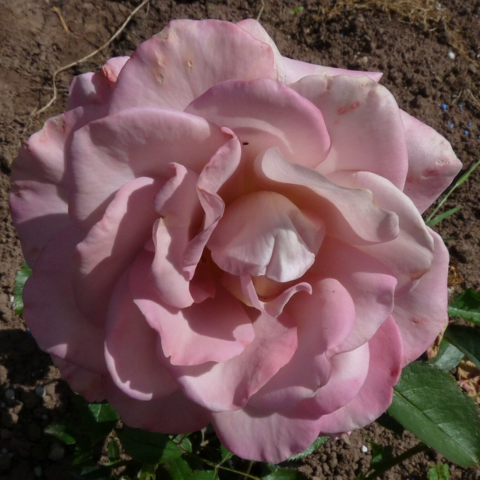 Stephen Rulo – Karin Schade – Stauden und Rosen