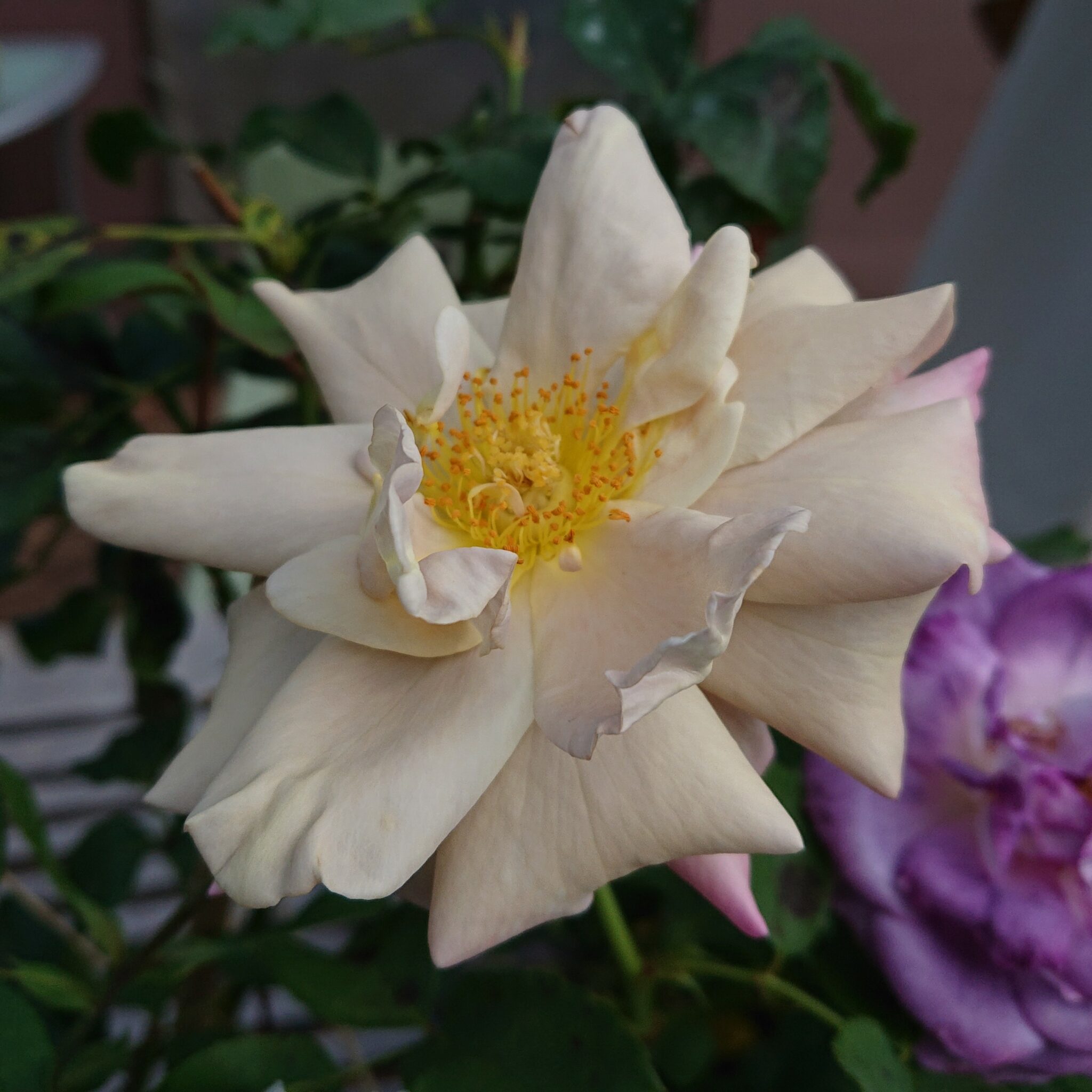 Stephen Rulo – Karin Schade – Stauden und Rosen