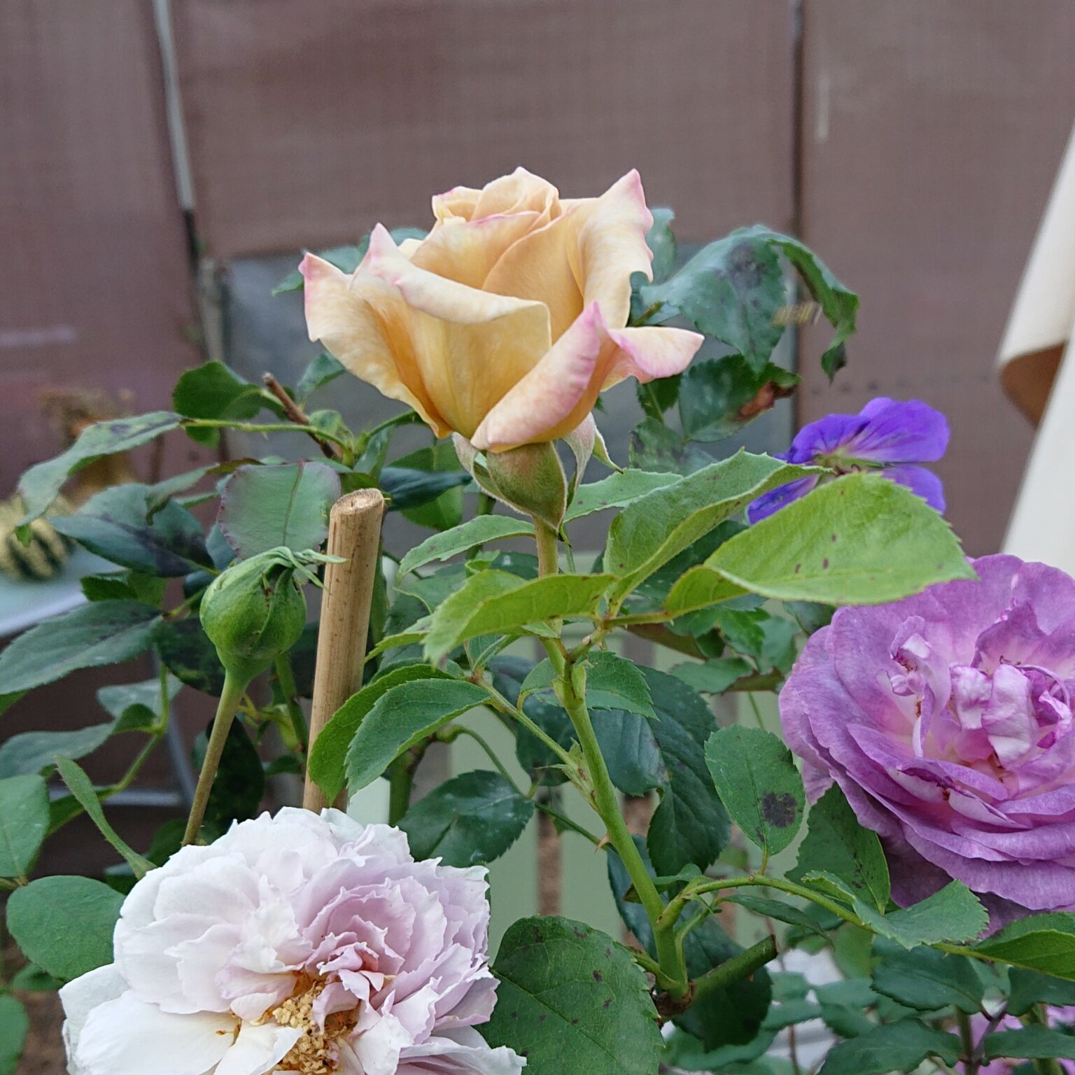 Stephen Rulo – Karin Schade – Stauden und Rosen