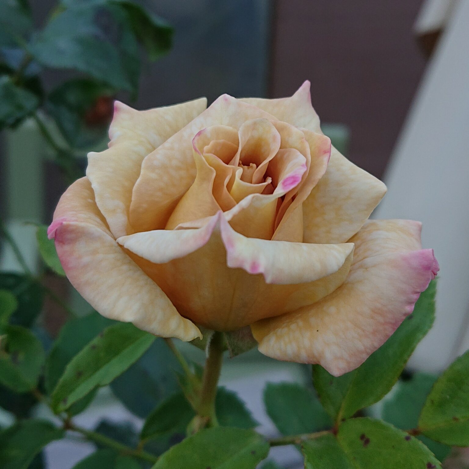 Stephen Rulo – Karin Schade – Stauden und Rosen