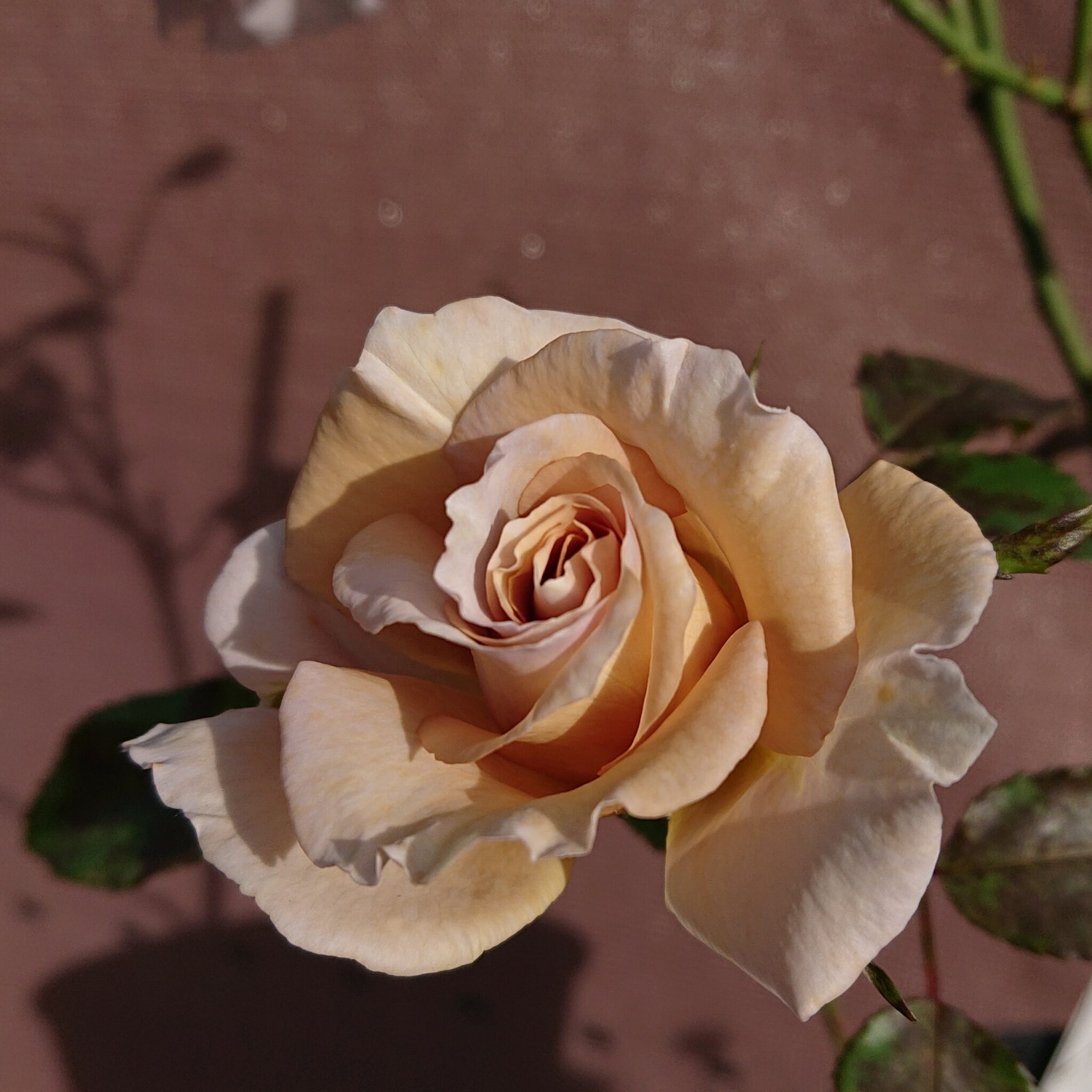 Stephen Rulo – Karin Schade – Stauden und Rosen