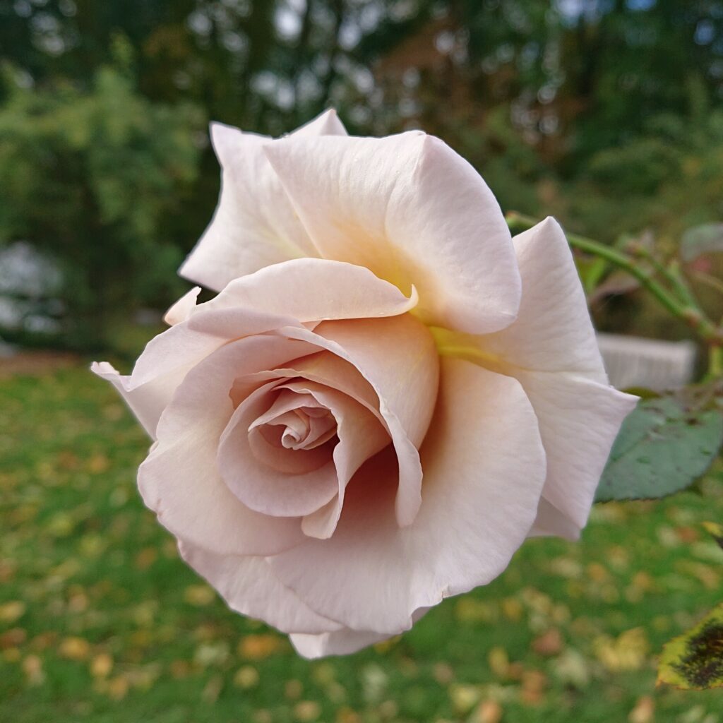 Stephen Rulo – Karin Schade – Stauden und Rosen