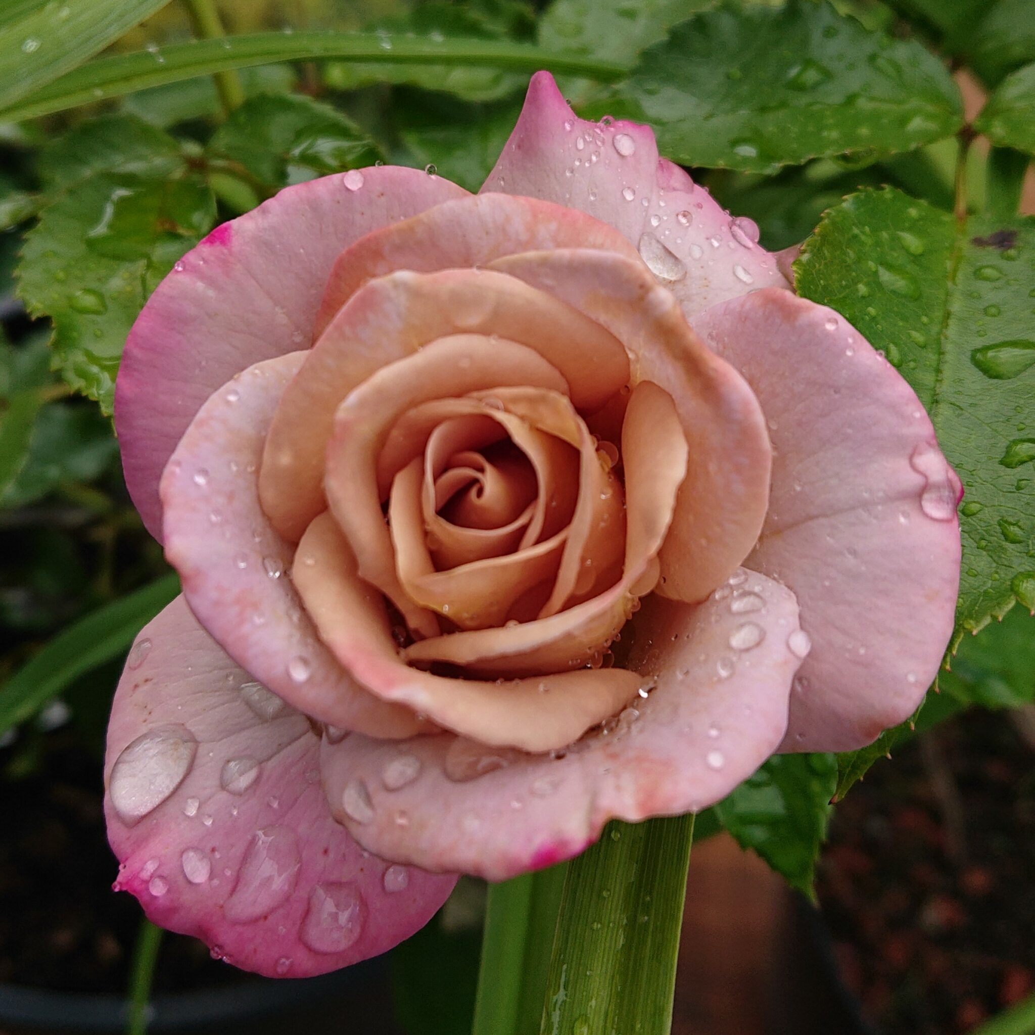 Grey Dove Stauden Und Rosen grey-dove-stauden-und-rosen