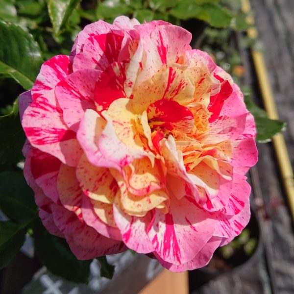 GrönlooF - Rosen- & Hemerocallisverkauf