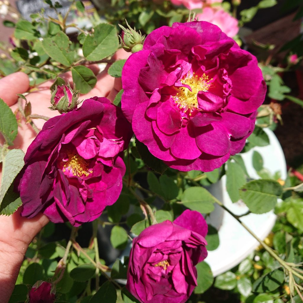 Christine Rose – Karin Schade – Stauden und Rosen