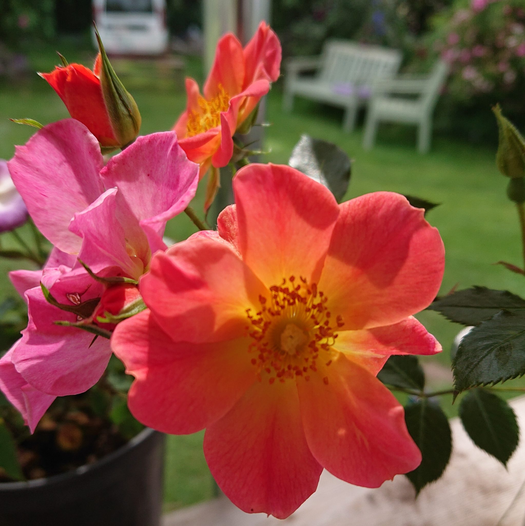 Happy Chappy – Karin Schade – Stauden und Rosen