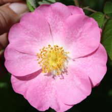 Rosen – Seite 5 – Karin Schade – Stauden und Rosen