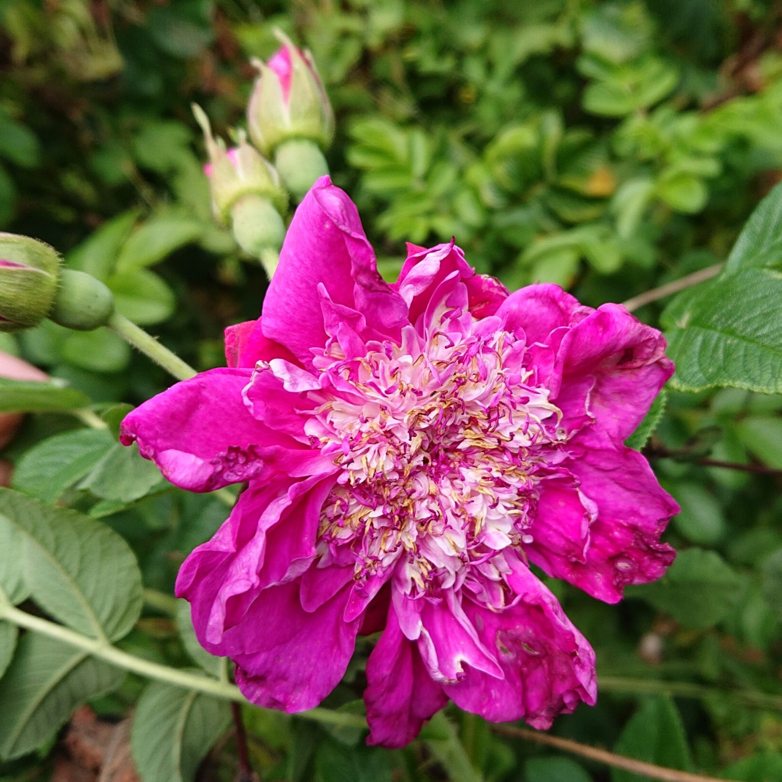 Souvenir de Trélazé – Karin Schade – Stauden und Rosen