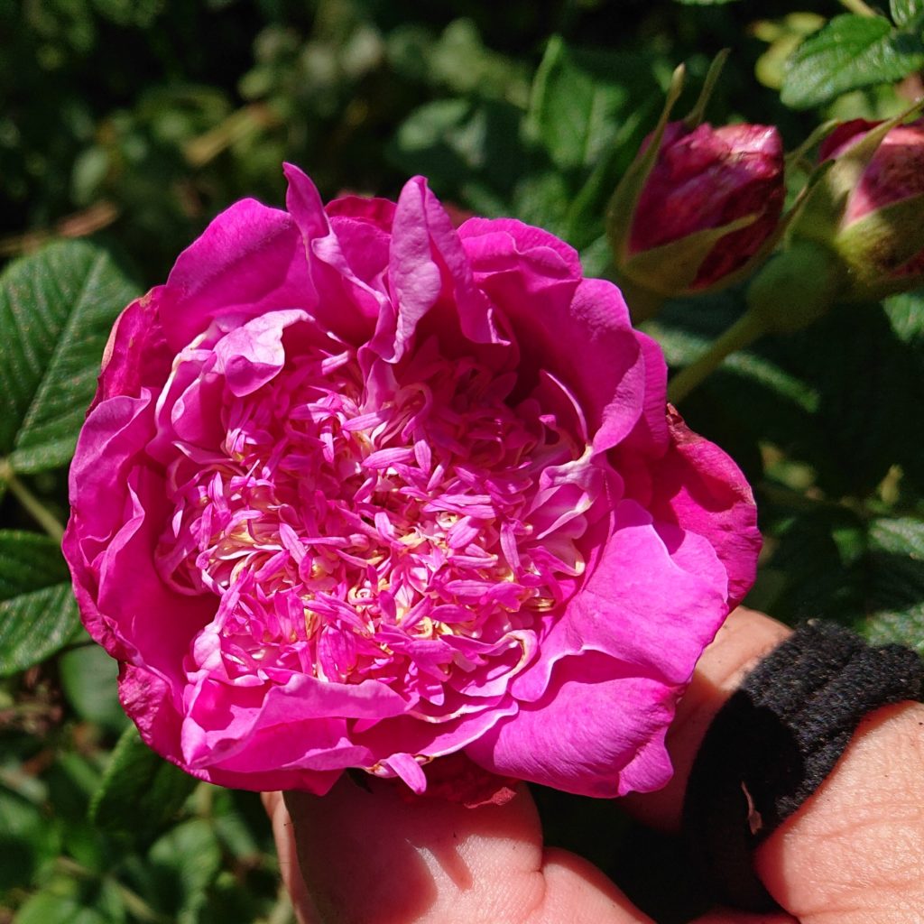 Souvenir de Trélazé – Karin Schade – Stauden und Rosen