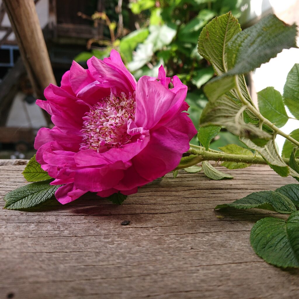 Souvenir de Trélazé – Karin Schade – Stauden und Rosen