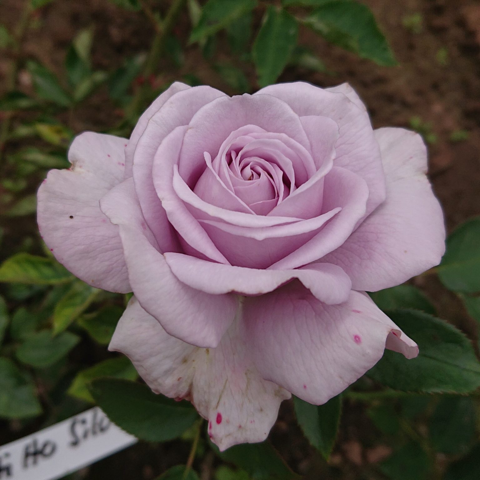 Hi Ho Silver – Karin Schade – Stauden und Rosen