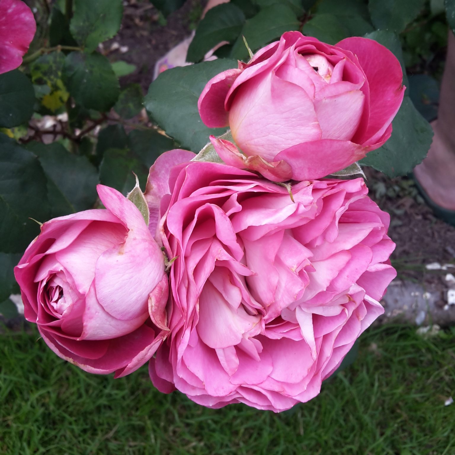 Centenaire de l´Hay-les-roses – Karin Schade – Stauden und Rosen