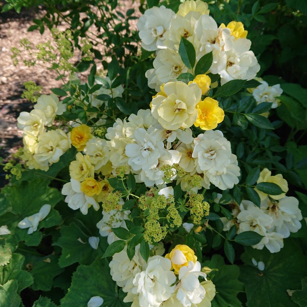 Rosen – Seite 5 – Karin Schade – Stauden und Rosen