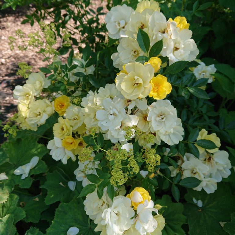 Rosen – Seite 5 – Karin Schade – Stauden und Rosen