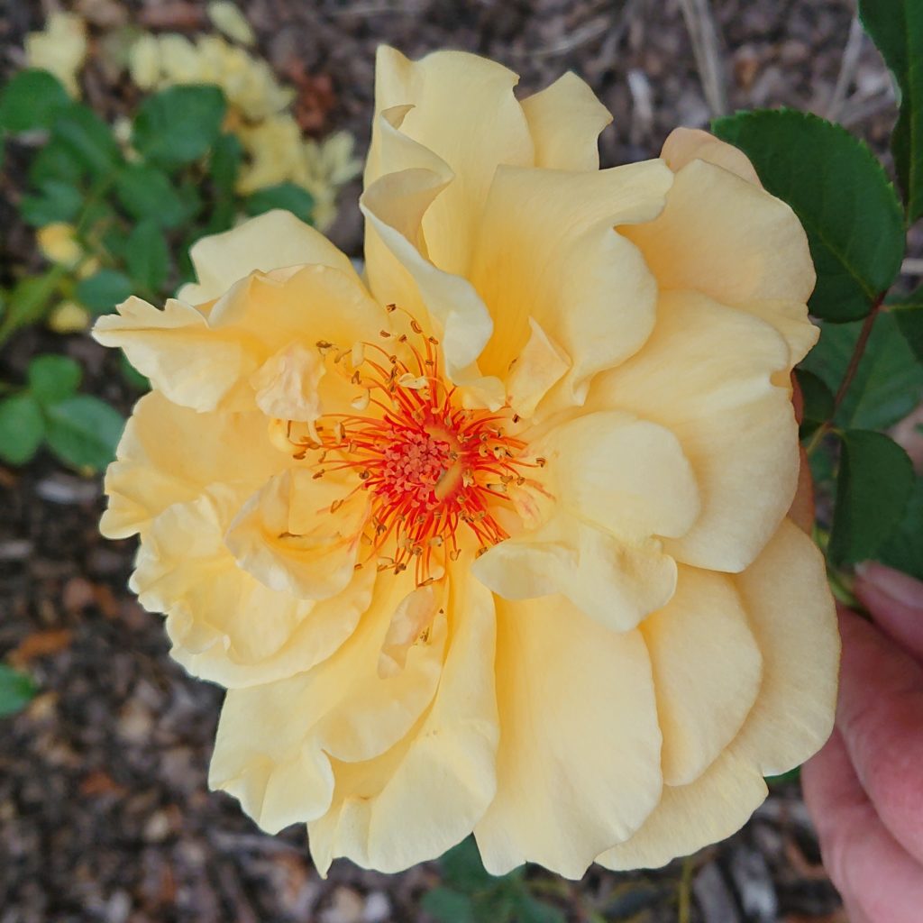 Postilion – Karin Schade – Stauden und Rosen