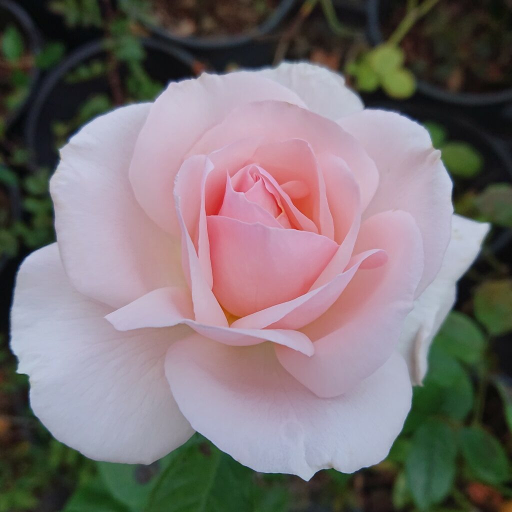 Karin Schade – Stauden und Rosen – Rosen und Hemerocallis bei Karin ...