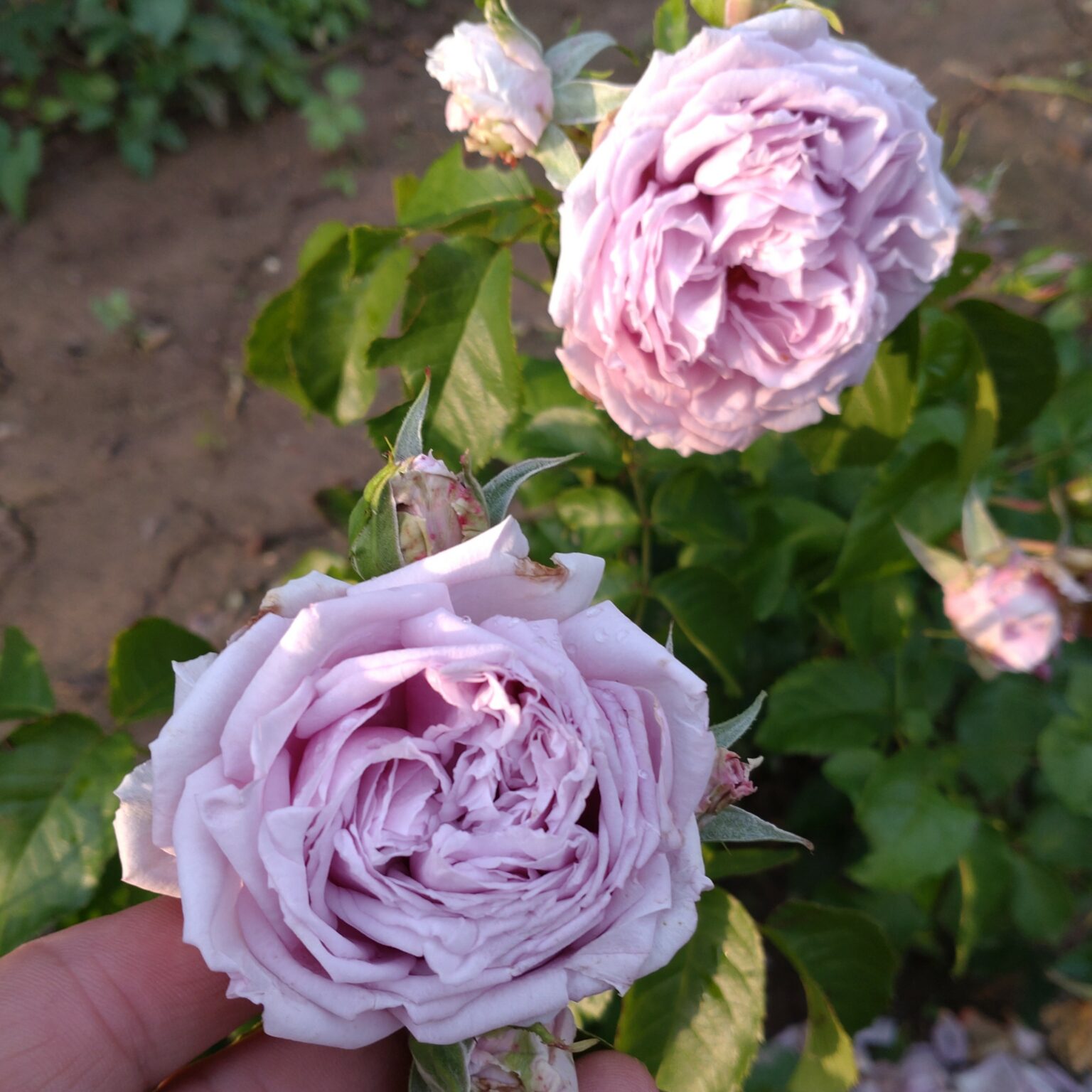 Le Ciel Bleu – Karin Schade – Stauden und Rosen