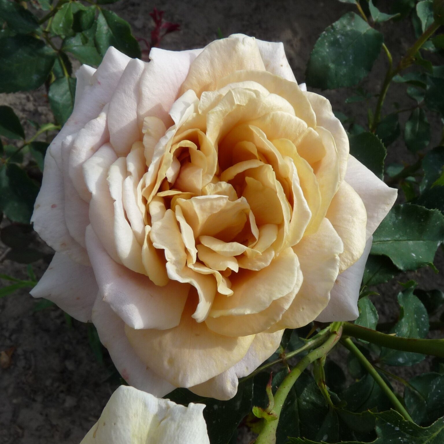 Colonel Mustard – Karin Schade – Stauden und Rosen