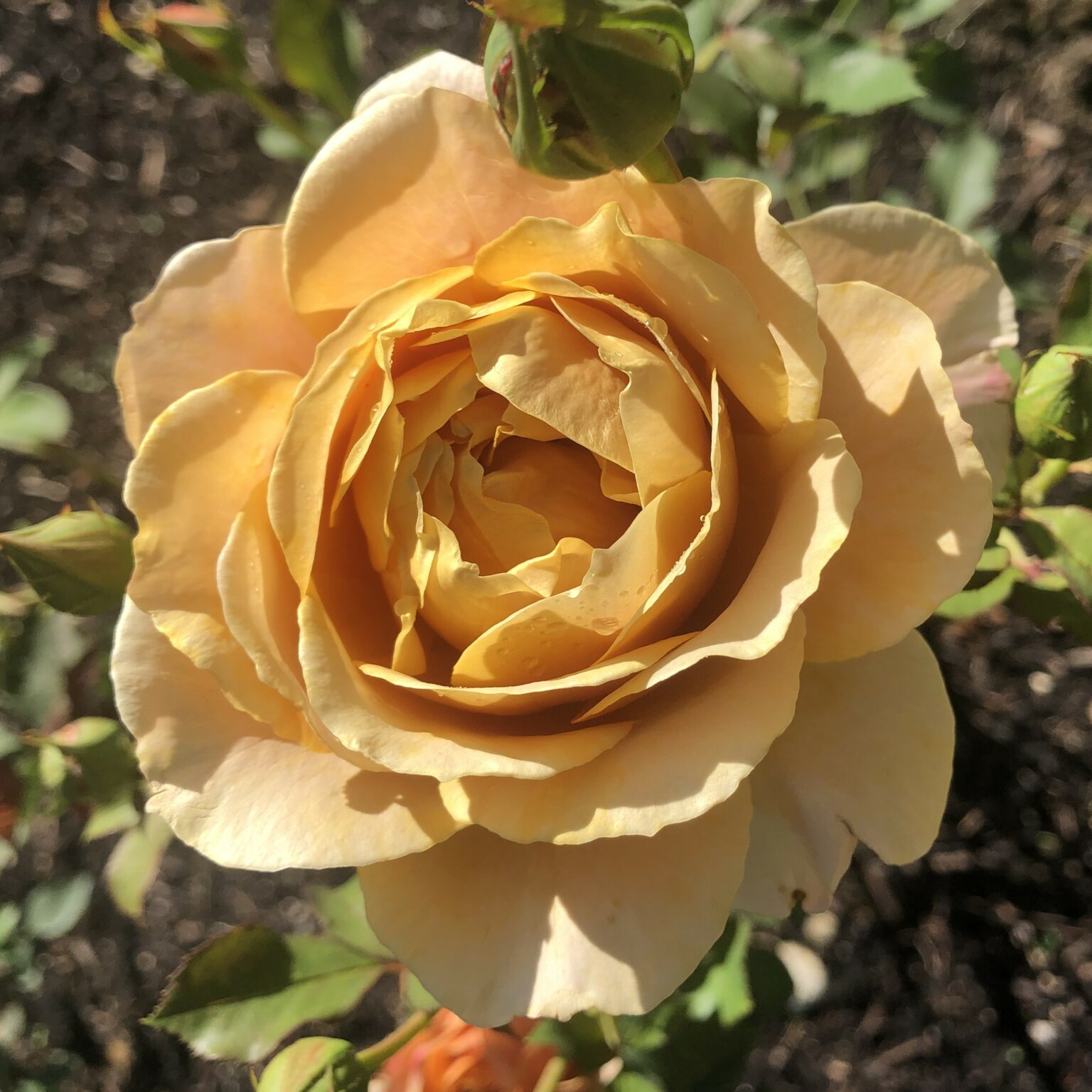 Colonel Mustard – Karin Schade – Stauden und Rosen