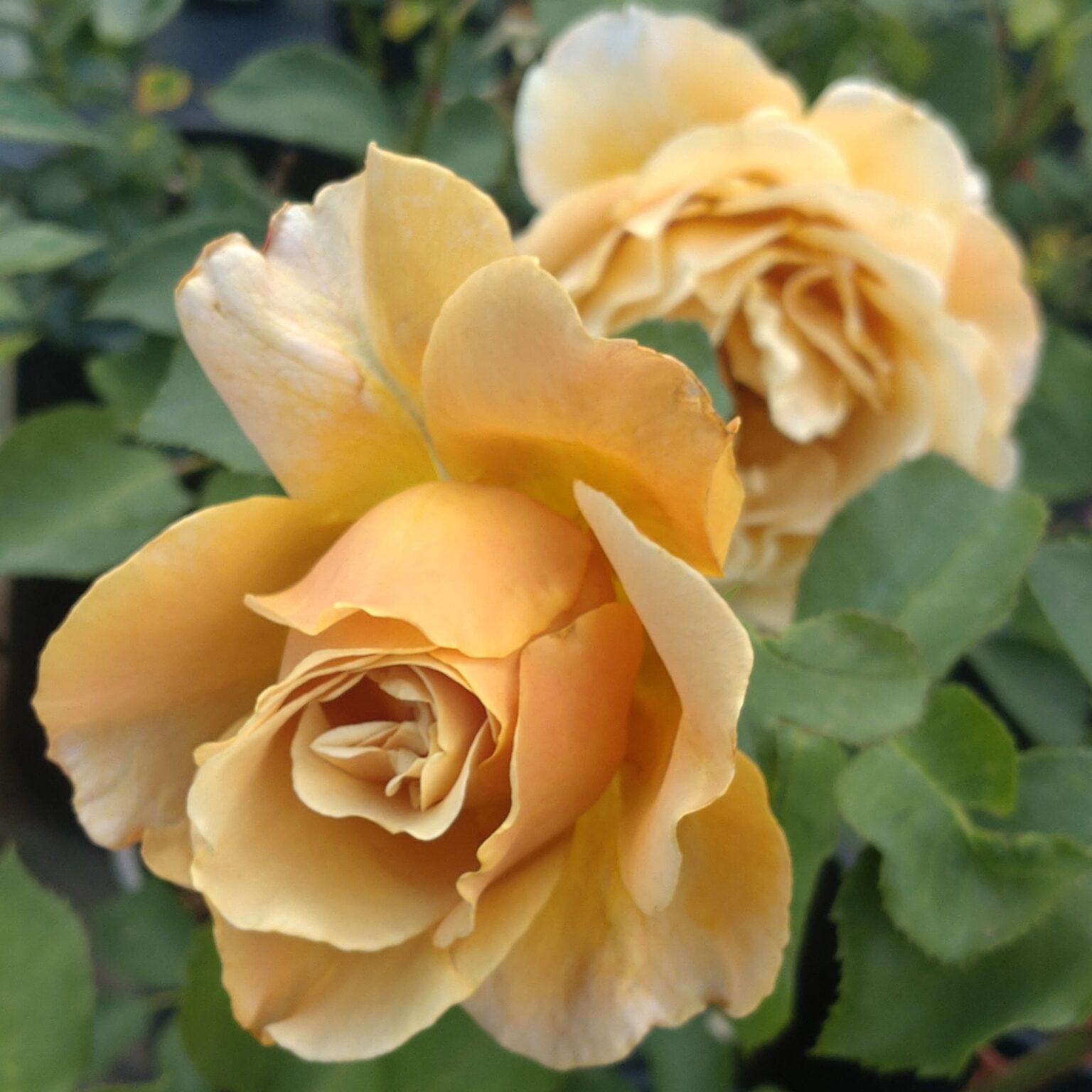 Colonel Mustard – Karin Schade – Stauden und Rosen