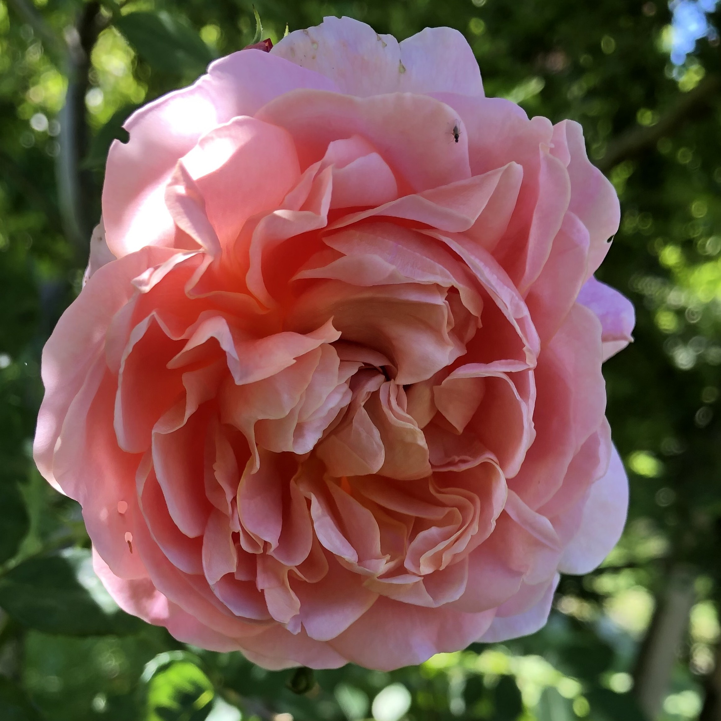 Eustacia Vye – Karin Schade – Stauden und Rosen