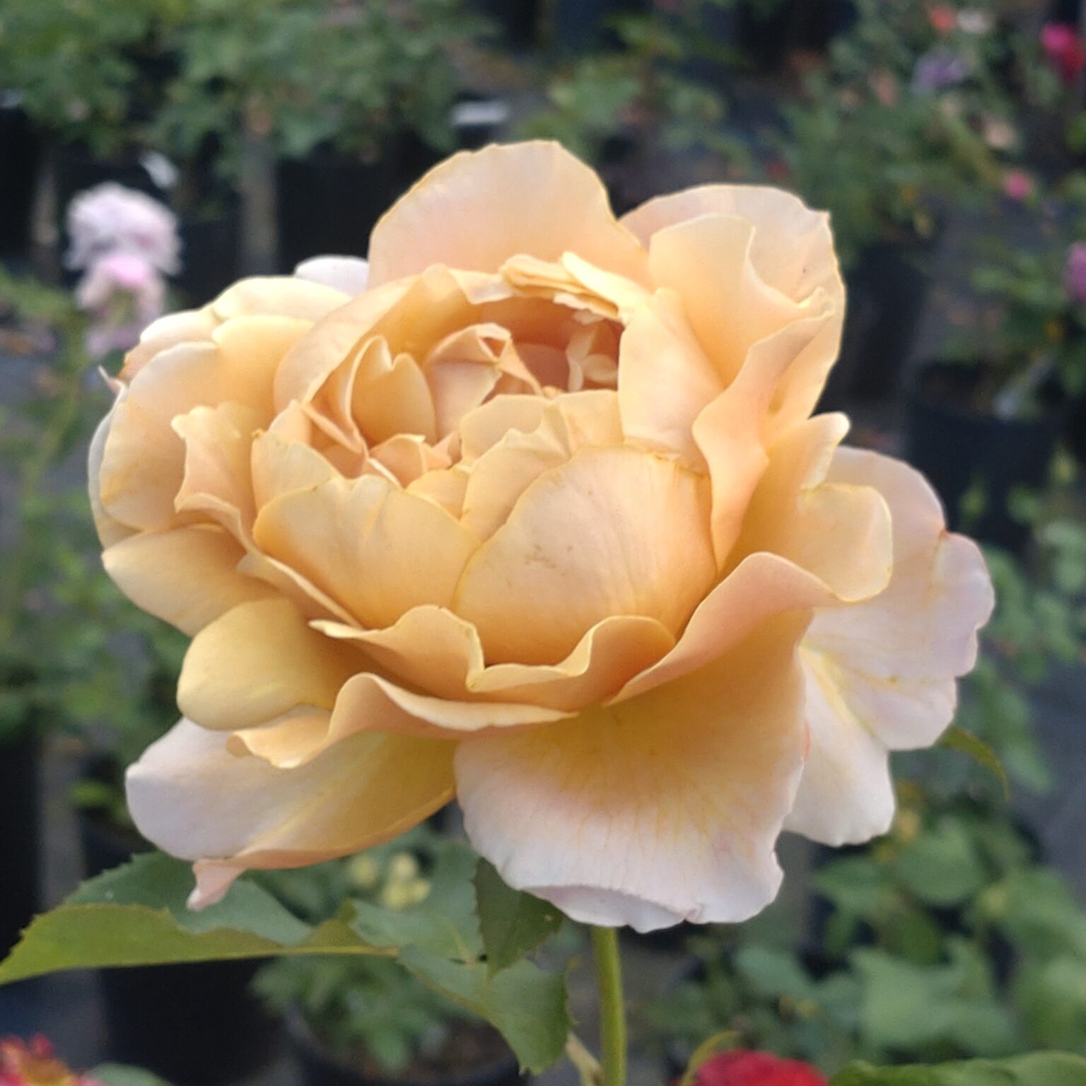 Colonel Mustard – Karin Schade – Stauden und Rosen