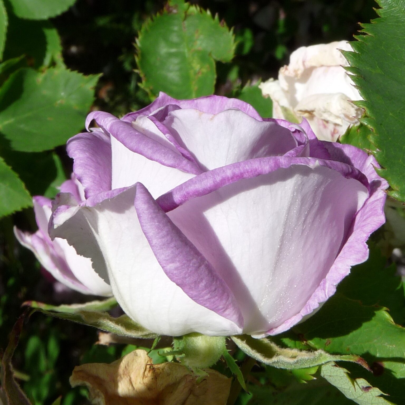 Edith – Karin Schade – Stauden und Rosen